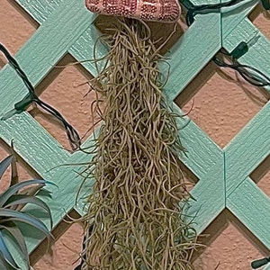 1 to 100 Astrea Calcar Turban Spurred Shells Natural Cream | Etsy