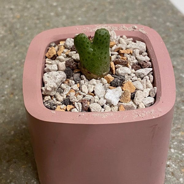 Plant 1-dinterops D.vanzylii fred's Redhead - Etsy