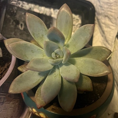 Variegated Baby Sun Rose Ice Plant Pink Succulent Rare - Etsy