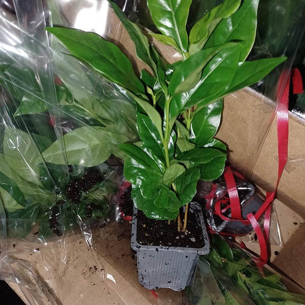 FOSTER 4-pack LIVE 4 Inch Kalanchoe, Blooming Houseplant, Gardening ...