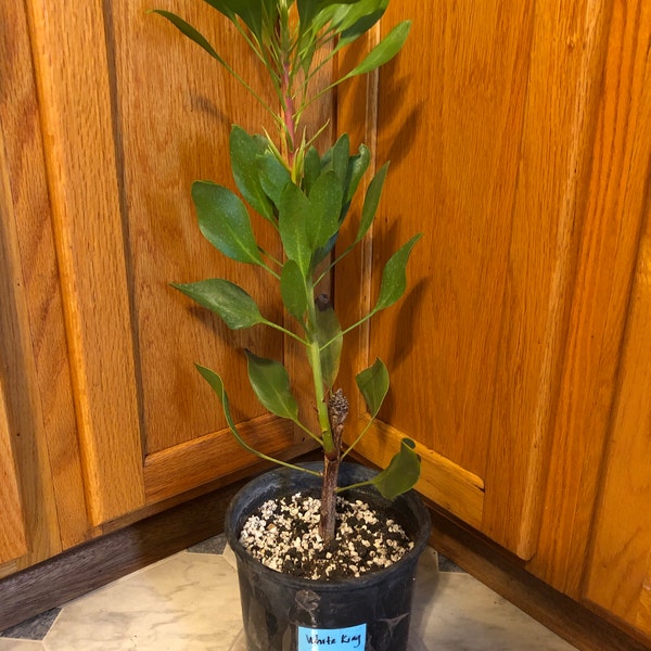 ONE Leucospermum Tango Pincushion 5gal Potted Plant Protea South Africa ...