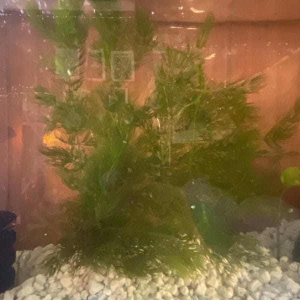 BUY 2 GET 1 FREE Hornwort-coontail (ceratophyllum Demersum)-easy Live ...
