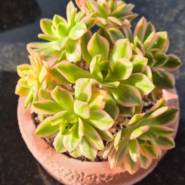 String of Watermelon Succulent Plants - Etsy