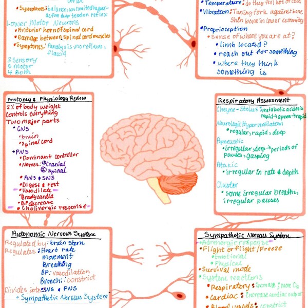 Brain Neuro Mind Map Template for Nursing School Note Taking - Etsy