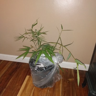 Tropical Blue Bamboo Bambusa Chungii NON-INVASIVE, CLUMPING - Etsy