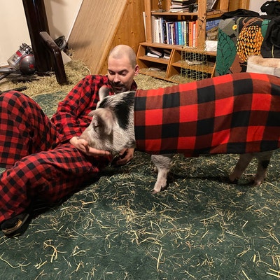 Fleece Strap Sweater Double Layer Pig Coat With Leash Hole Mini Pig ...