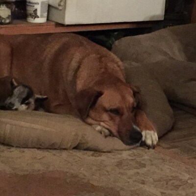 Modified Hoxsey With or Without Boneset - Etsy