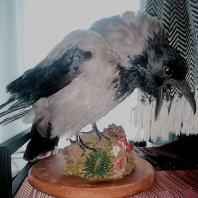 Silver Fox vulpes Vulpes Taxidermy Wall Mount Life Size - Etsy