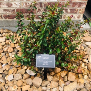 100% Personalized Garden Plaque, 4x6 With 23 Stake, Custom Garden Sign ...