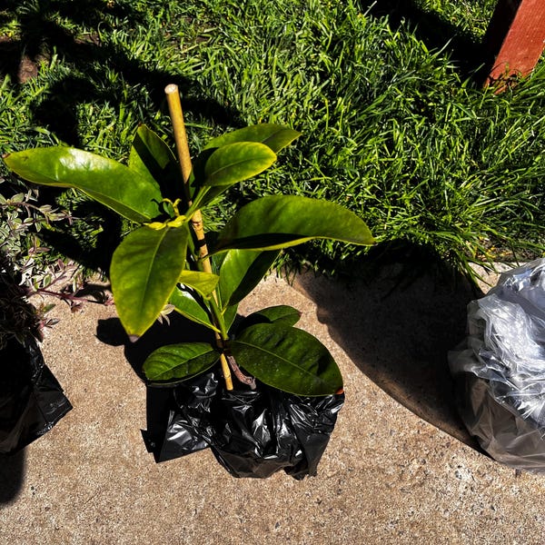 Myrtus Communis 'compacta' Dwarf Myrtle 1 Feet Tall Great for Bonsai ...
