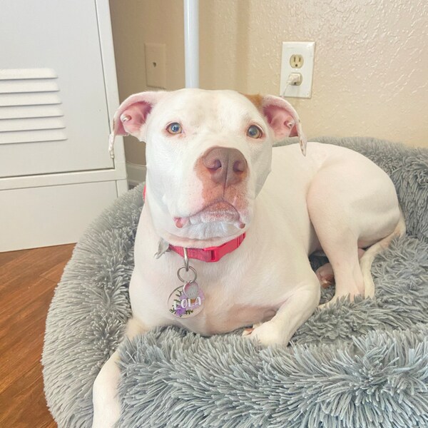 Matching Dog Tags and Keychain | Custom Dog Tag | Resin Dog Tag ...