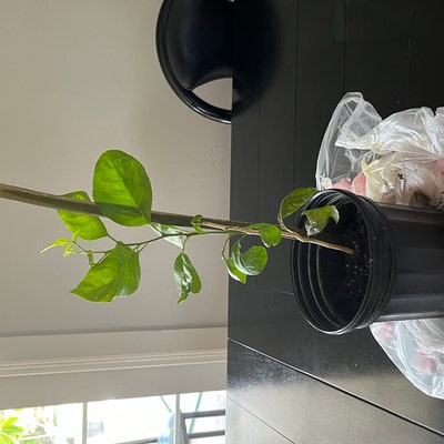 33 Bilva Patra LEAVES Aegle Marmelos Bael Bel Patra Bhagavan - Etsy