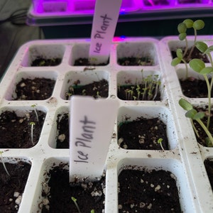 Purple Pampas Grass Seeds 200 Organic and Natural Grass Biofuel Green ...