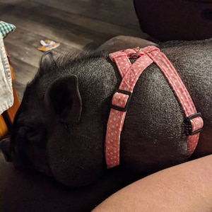 Cotton Mini Pig Harness You Choose Fabric - Etsy