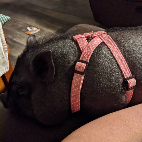 Cotton Mini Pig Harness - You Choose Fabric - Etsy