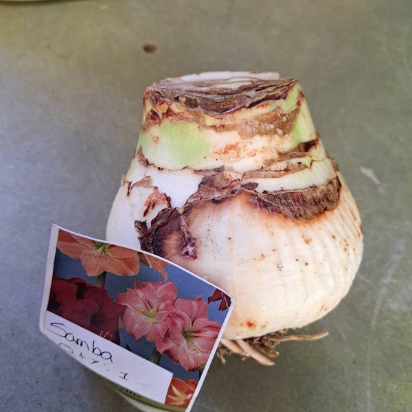 3 Musa ‘poquito’ Banana Tree/ Banana Tree in 4 Inch Cups (one Plant per ...