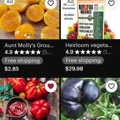 30 Dwarf Red Robin Tomato Heirloom NON-GMO Early - Etsy