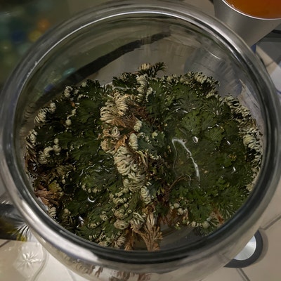 Large Rose of Jericho Resurrection Plant Rosa De Jerico Reviving House ...