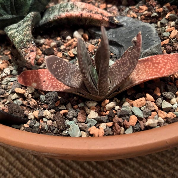 Aloe Donnie Bright Star Sukkulenten Pflanze gut verwurzelt seltene Aloe ...