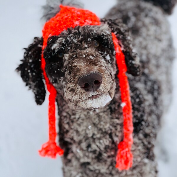 Corgi Beanie Dog Beanie Corgi Hats Dog Hat Dog Beanie Fur Baby Beanies ...