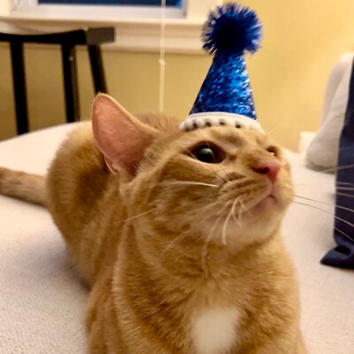 Pet Party Hat Mini Cat Birthday Party Hat Mini Cat Party Hat Dog ...