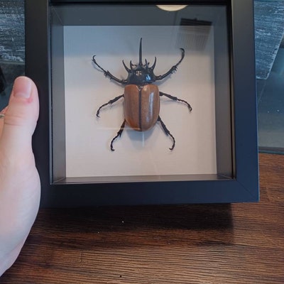 Framed Rhino Beetle Taxidermy Museum Display 6.5x6.5 - Etsy