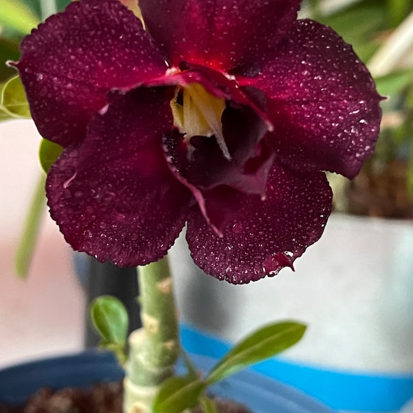 1 Grafted la Rose Adenium Obessum/desert Rose Plant. 4-6 Inches Height ...