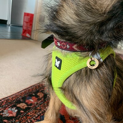 Dog Neck Band With Name. Custom Pet Id. Engraved Dog Collar. - Etsy