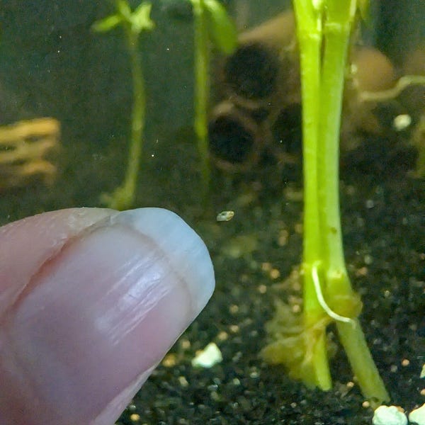 Duckweed & Red Root Floater Mix: Live Aquarium Floating Plant - Etsy