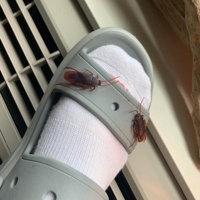 Handmade Cockroach Roach Water Bug Croc Charm Great for Pranks - Etsy