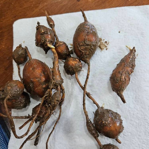 Tulsi holy Basil Temperate ocimum Africanum 300 Seeds - Etsy