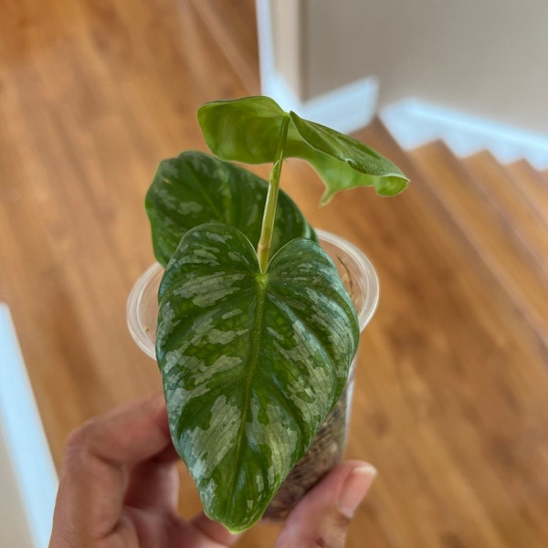 Philodendron Brandtianum Aff (wild Form) - Etsy