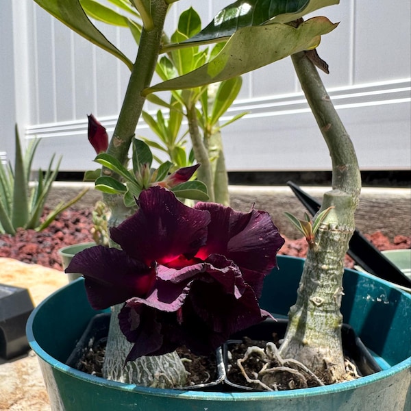 1 Grafted Double"black Purple" Adenium Obessum/desert Rose Plant. 4-6 ...