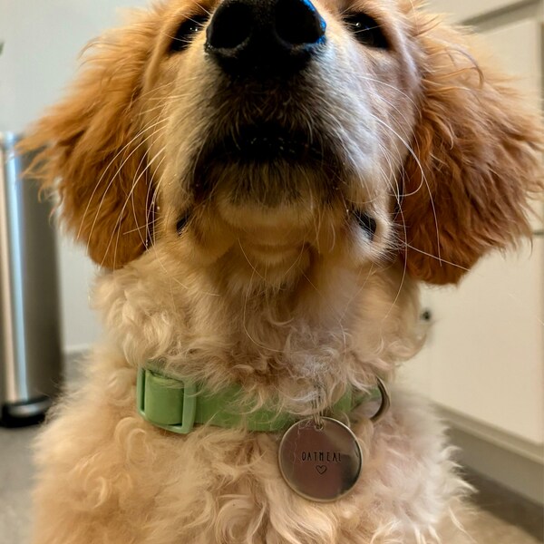 Simple Custom Hand Stamped Dog Tag, Dog Tags for Dogs, Pet Id Tag ...