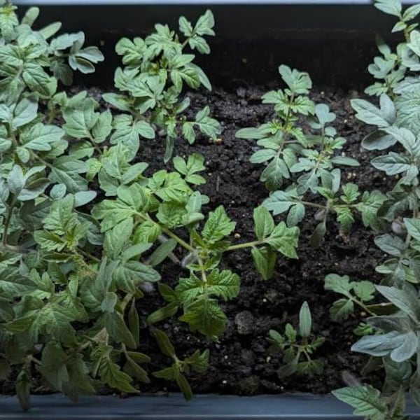 Three Sisters Seed Collection - Native American Farming - Corn, Bean ...