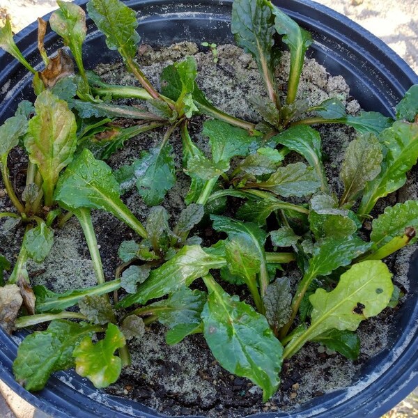 50+ Bugleweed (ajuga Reptans) Chocolate Leaved Bare-rooted Starter ...