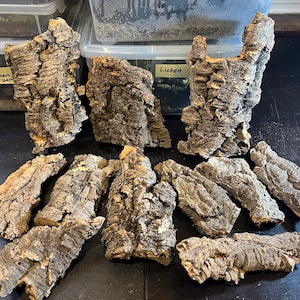 Cork Bark Rounds 2 Lbs Animal Hides in a Terrarium / - Etsy