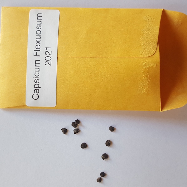 Cold Hardy Chili Pepper Seeds - Capsicum Flexuosum, Aka February Fire ...