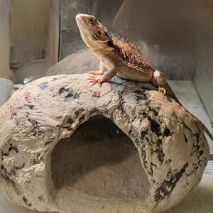 Custom Large Reptile Bearded Dragon Basking Platform MADE TO - Etsy
