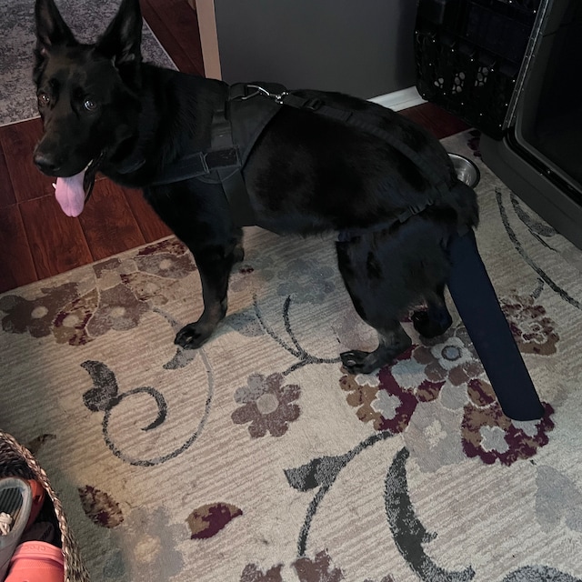 TheHappyTailGuard - Etsy