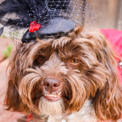 Star Spangled Girl Dog Harness Dress Xxsmall to 4xlarge Dog - Etsy