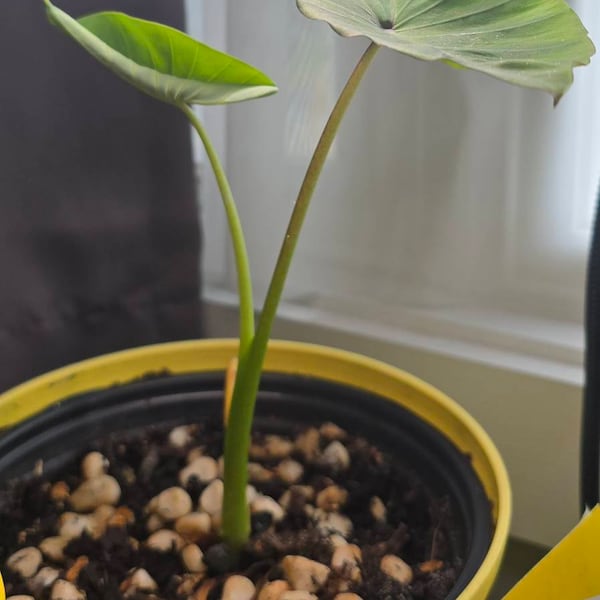 Anthurium Pink Emma - Etsy