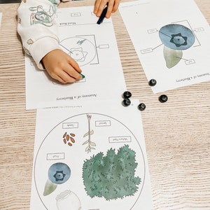 Spring With Peter Rabbit Learning Collection - Etsy