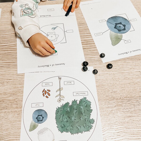 Spring With Peter Rabbit Learning Collection - Etsy