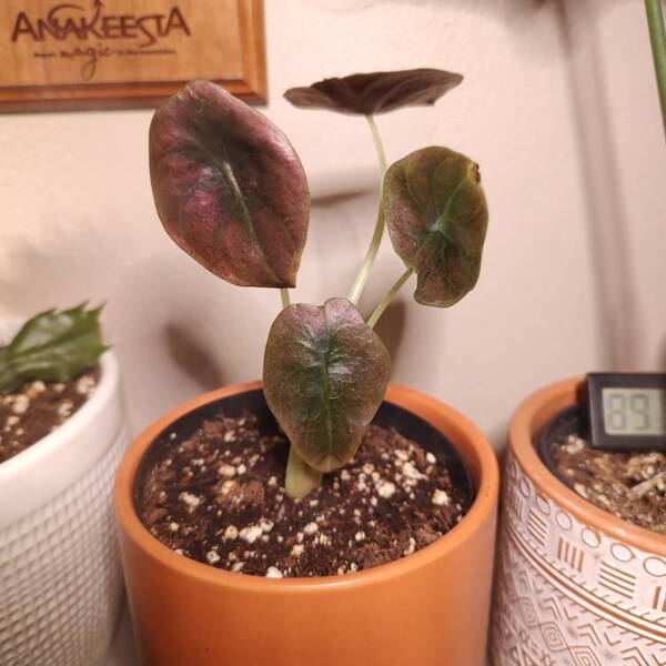 Alocasia Pink Princess Starter Plant ALL STARTER PLANTS Require You to ...