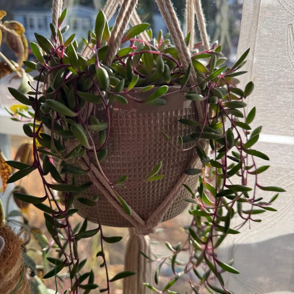 Large Neon Pothos Hanging House Plant Trailing Indoor Plant in 6 Pot - Etsy