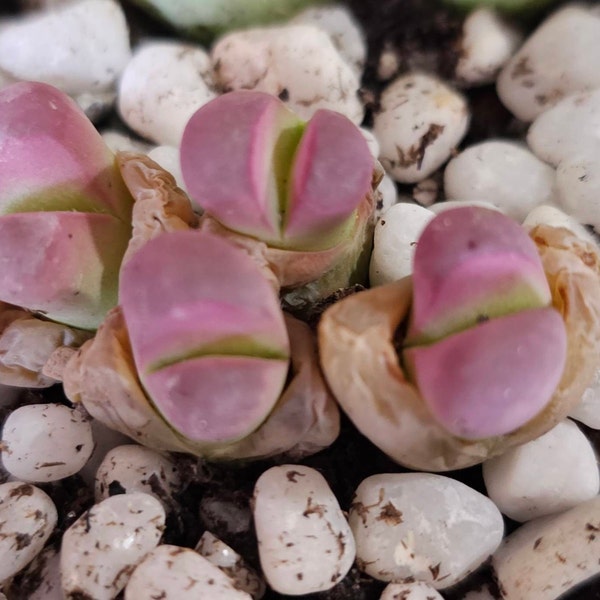 Live Ultra Rare Plant~ One Cluster ~ Lithops Cluster Optica Rubra C81A ...