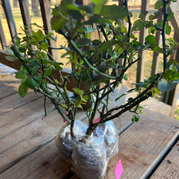 Rose romantic Antike 浪漫古董strong Fragrance Live Shrub Plant Ownroot, 1 ...