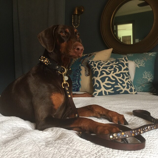 alison loved their purchase from PupPanache