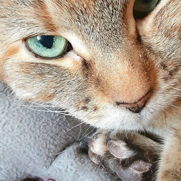 Wall Mounted Drill Bit Organizer | 60 Slots | Hex Bits Holder | Storage ...